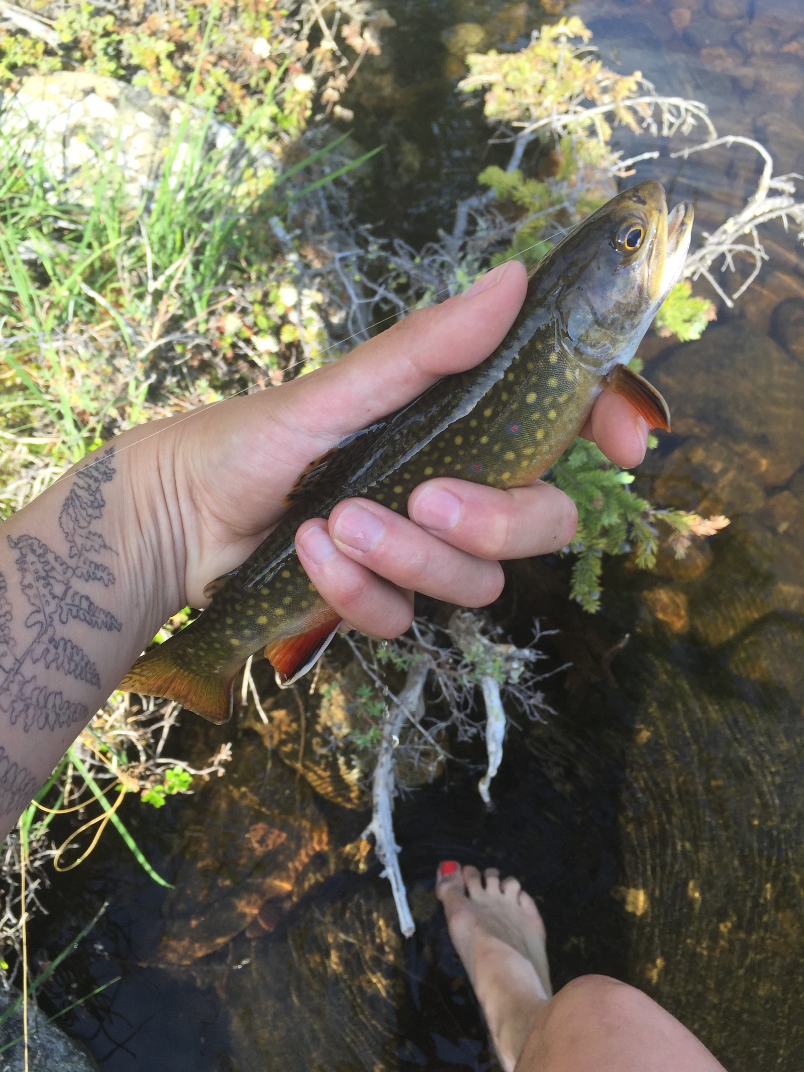 Run Fish Run | Trail Sisters®